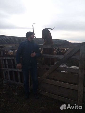 Продаются козы Калахарские и Козатуры