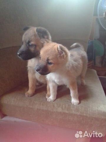 Щенок в добрые руки бесплатно