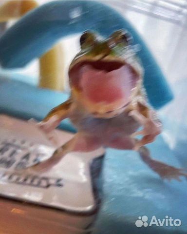 Лягушка живая