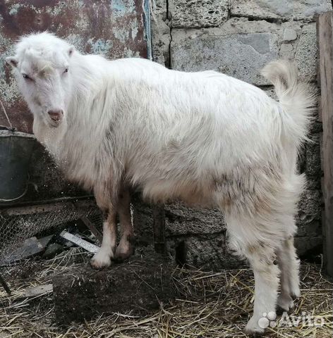 Козел ламанча