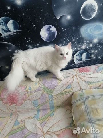 Кошка турецкая ангора