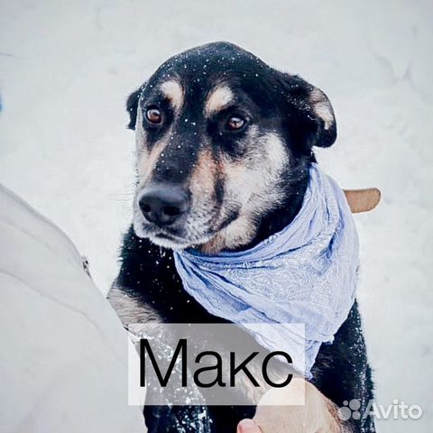 Макс, который никому не нужен, отдам в хорошие рук
