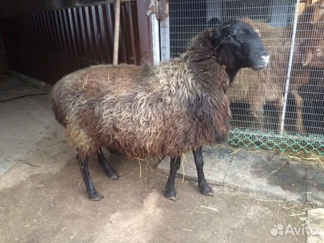 Баран на племя