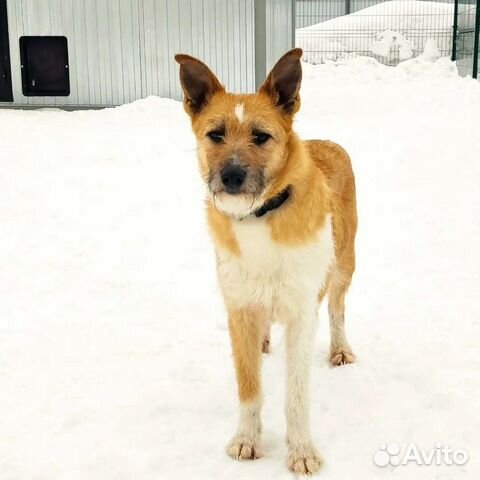 Небольшая рыженькая собачка в добрые руки