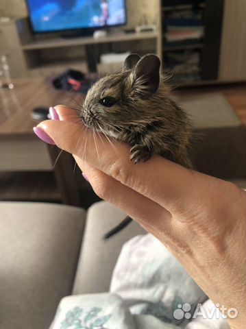 Белочки дегу