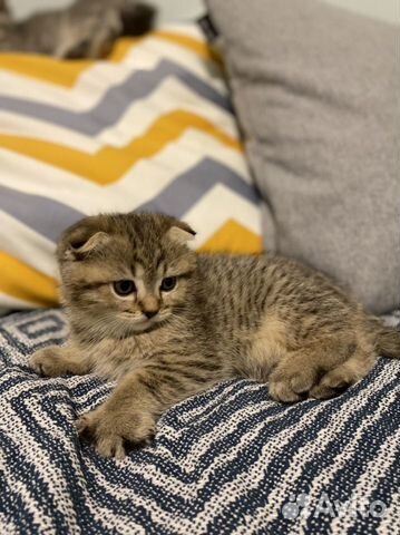 Шотландские вислоухие и прямоухие котята