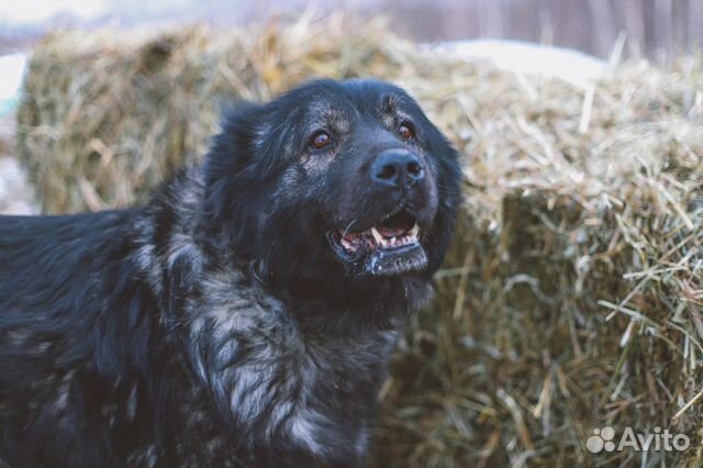 Шарпланинская овчарка в любящие руки в дар