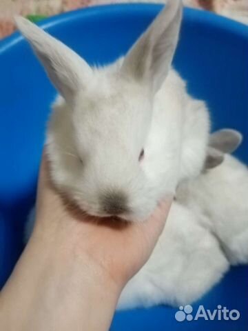 Кролики калифорнийской породы