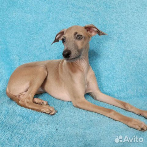 Щенки левретки