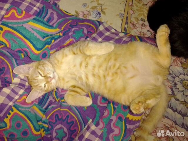 Отдам кота ему 8месяцев зовут Персика. Кот ест фар