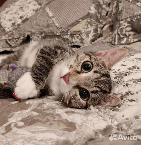 Кошечка Ангелинка 8 месяцев