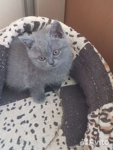 Британская девочка голубая