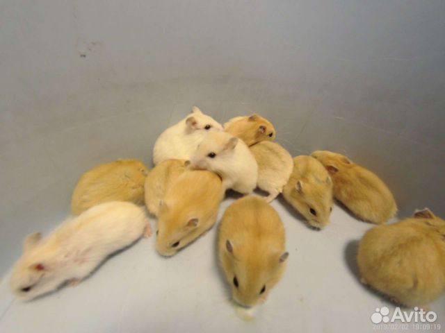 Джунгарский хомяк