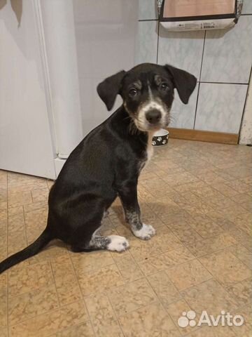 Отдам щенка в добрые руки, помесь джек-рассел с би