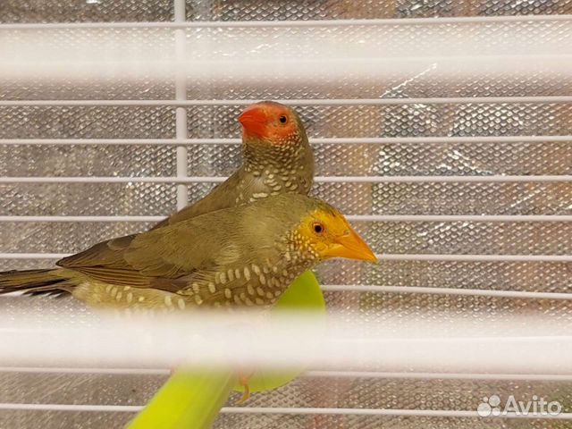 Тростниковые астрильды продажа или обмен