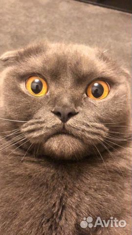 Грей ищет новый дом