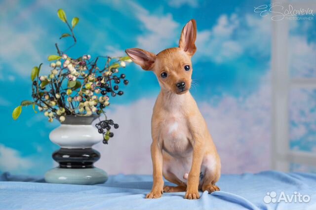 Солнечный мальчик