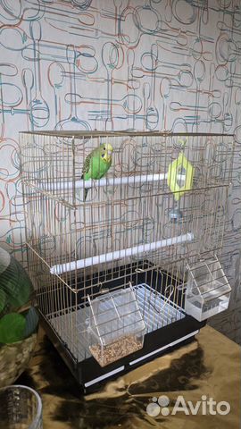 Продается попугай с клеткой
