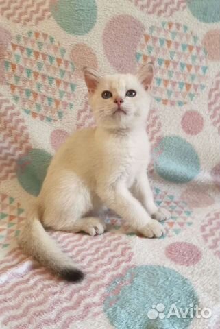 Котики - обормотики