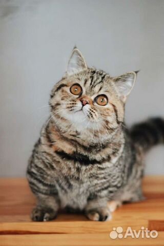 Котенок девочка манчкин