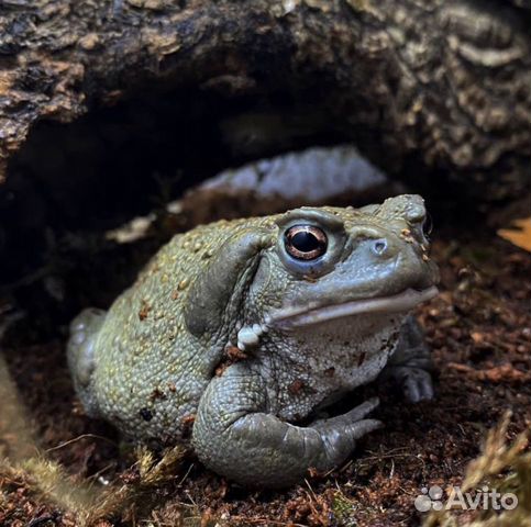 Колорадская жаба