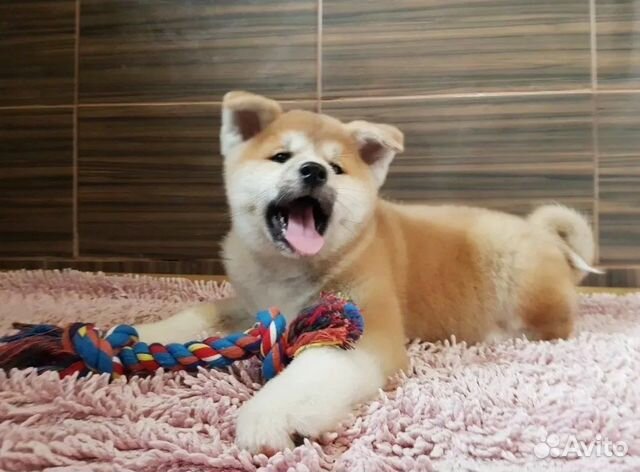 Щенки акита ину