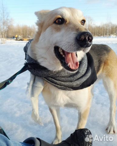 Патрик очень ждёт своего человека