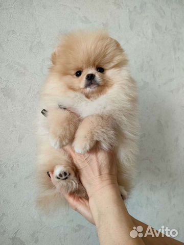 Померанский шпиц