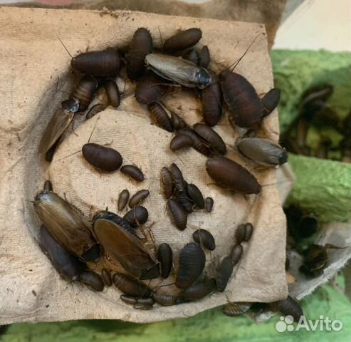 Бледные тараканы