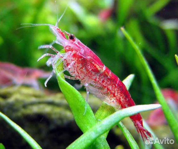 Креветки - вишенки