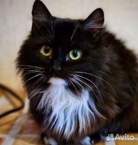 Эффектная кошечка ищет дом