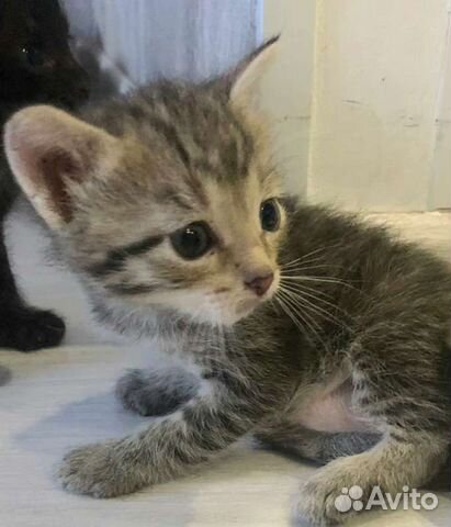 Котенок девочка 3 недели