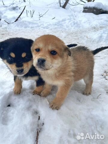 Девочки ищут дом