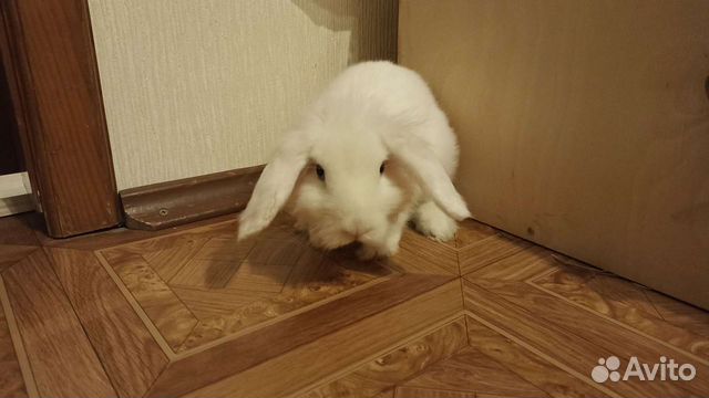 Декоративные кролики