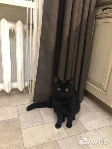 Кот бомбейская порода