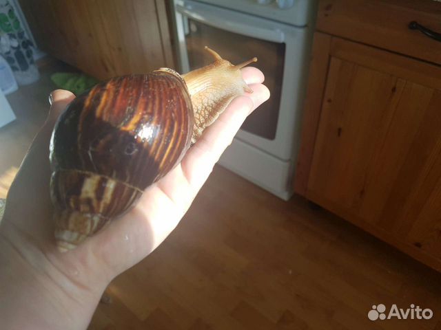 Улитка ахатина иммакулята