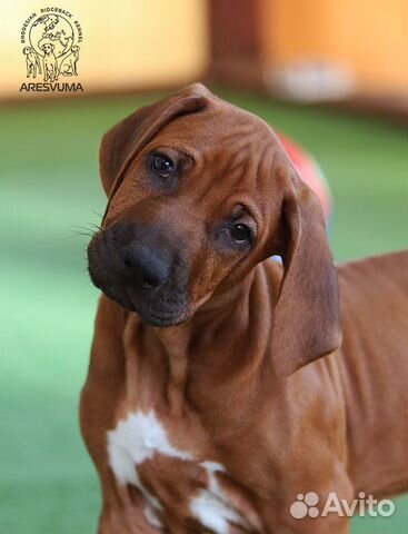 Коронованная особа - Родезийский риджбек, щенок