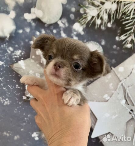 Щенки чихуахуа
