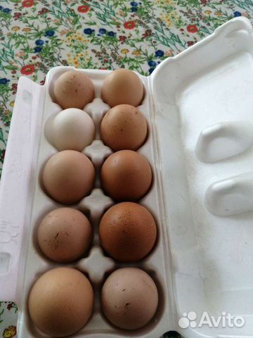 Инкубационное яйцо кур