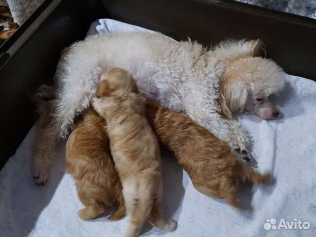 Той-пудельки