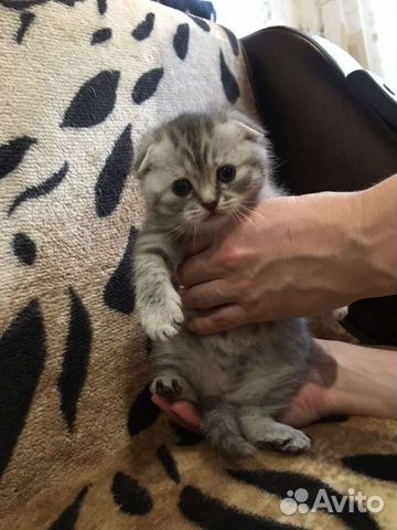 Шотландская вислоухая