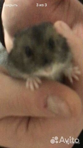 Джунгарский хомяк мальчик