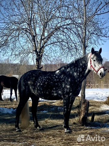 Орловская помесь