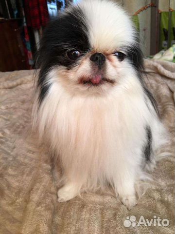 Японский хин, девочка