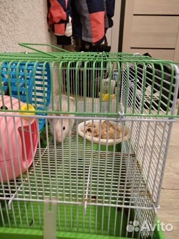 Декоративная крыса