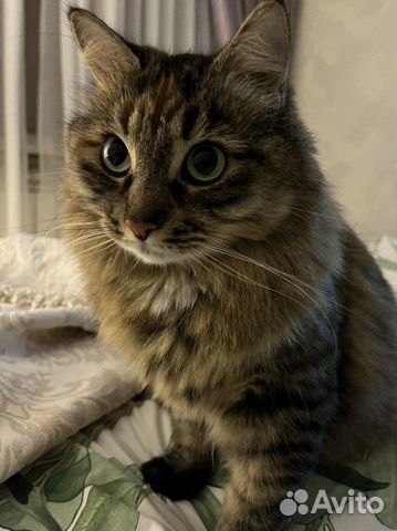 Кошка в дар бесплатно