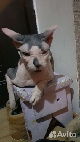 Лысый кот в добрые руки