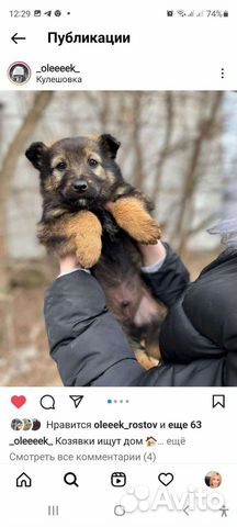 Щенки и мама ищет дом