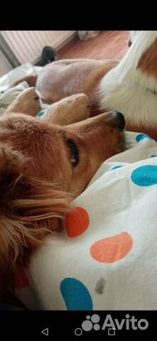 Щенок в добрые руки бесплатно