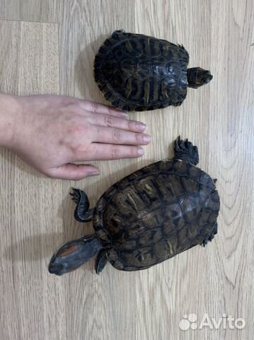 Черепахи с аквариумом